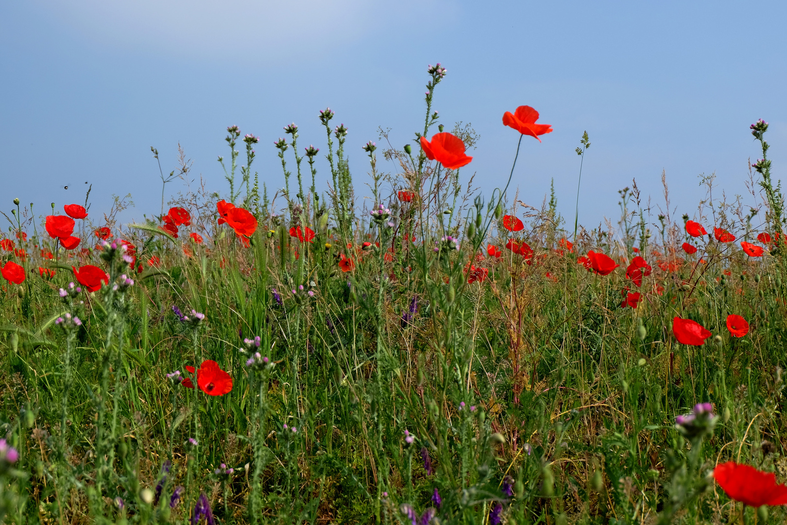 les coquelicots photo et image | nature, fleurs, rouge Images fotocommunity