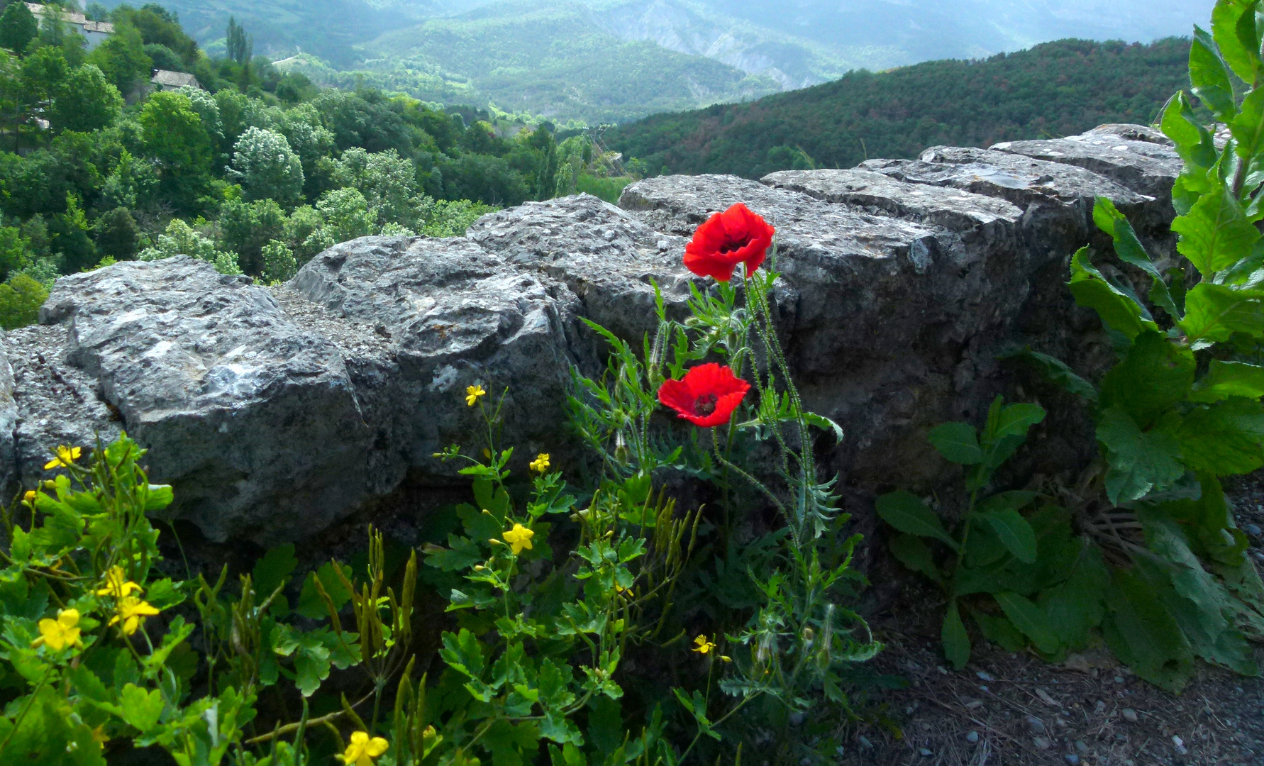 * les coquelicots* photo et image | nature, fleurs, architecture Images ...