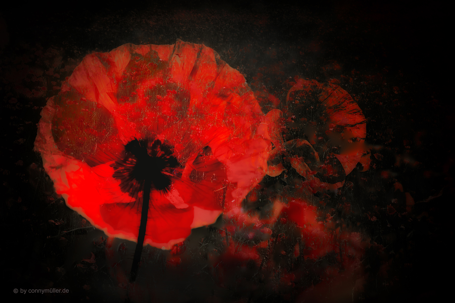 les coquelicots Foto & Bild | france, world, mohn Bilder auf fotocommunity
