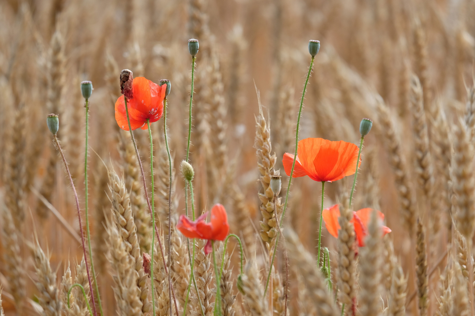les coquelicots dans les blés photo et image | les saisons, eté, fleurs ...
