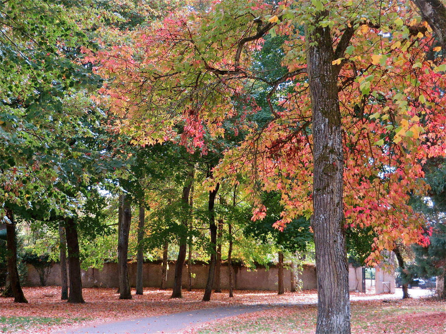 les couleurs d´automne !!!... Foto & Bild | arbres, nature, bäume ...