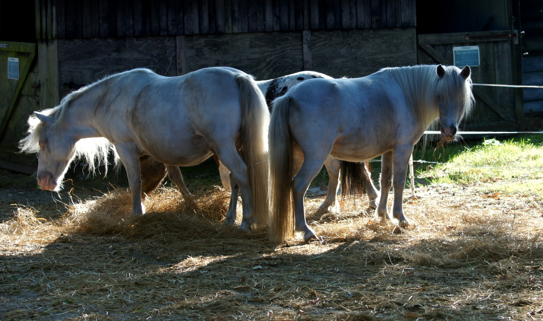 les crinières blanches ! photo et image | animaux, animaux domestiques ...