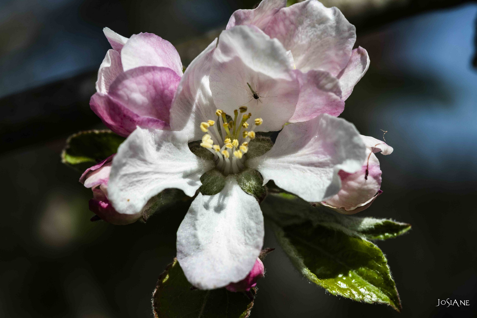 LES DERNIERES FLEURS DU POMMIER photo et image | nature, fleurs, arbres ...