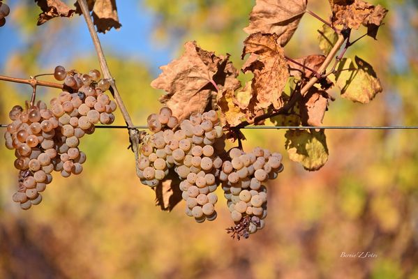 Les Fruits Images & Photos