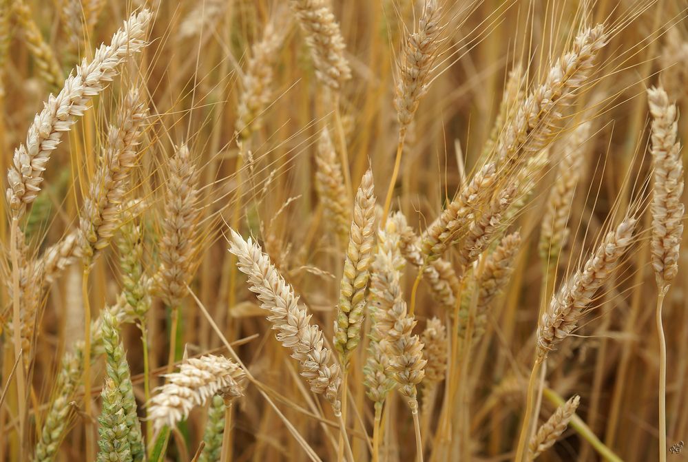 Les épis d'or photo et image | les saisons, eté, fleurs et macros ...
