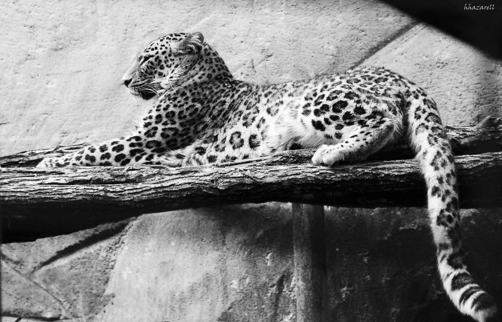 les fauves photo et image | animaux, animaux sauvages, nature Images ...