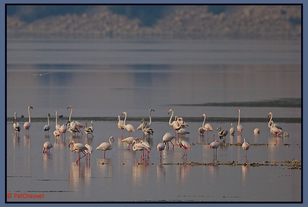 Les Flamands photo et image | animaux, animaux sauvages, oiseaux Images ...