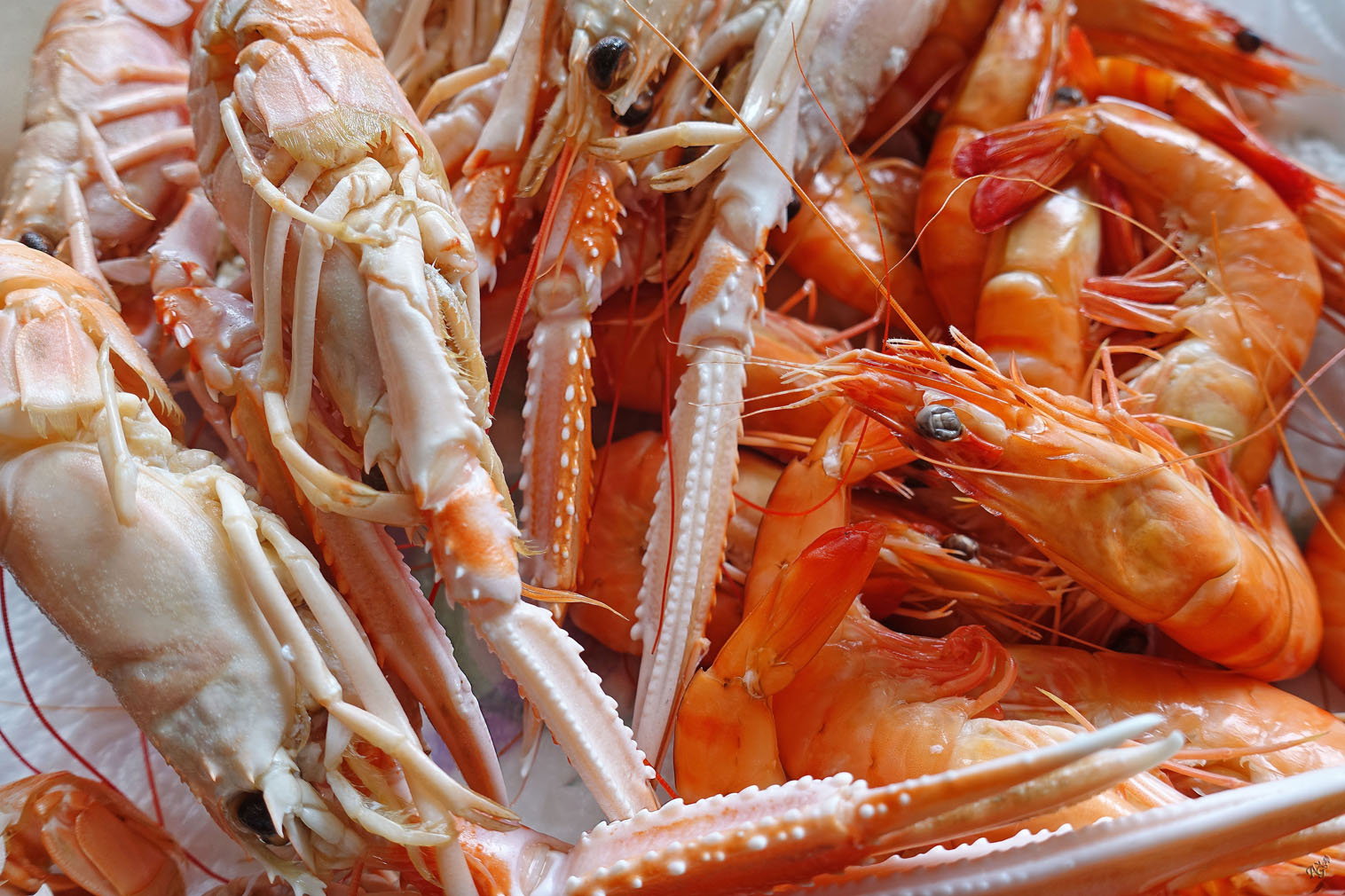Les fruits de mer.... photo et image | special, animations ...