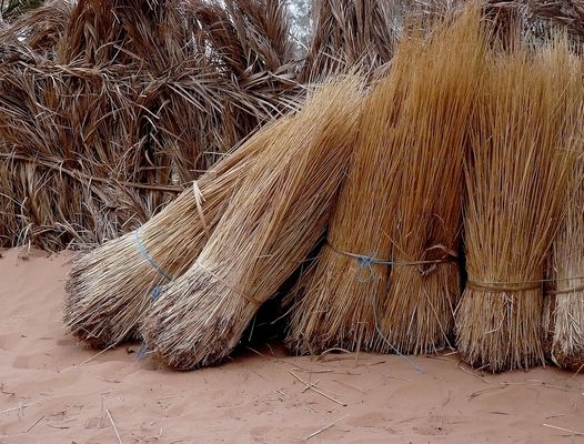 Plantes, Champignons & Lichens Images & Photos