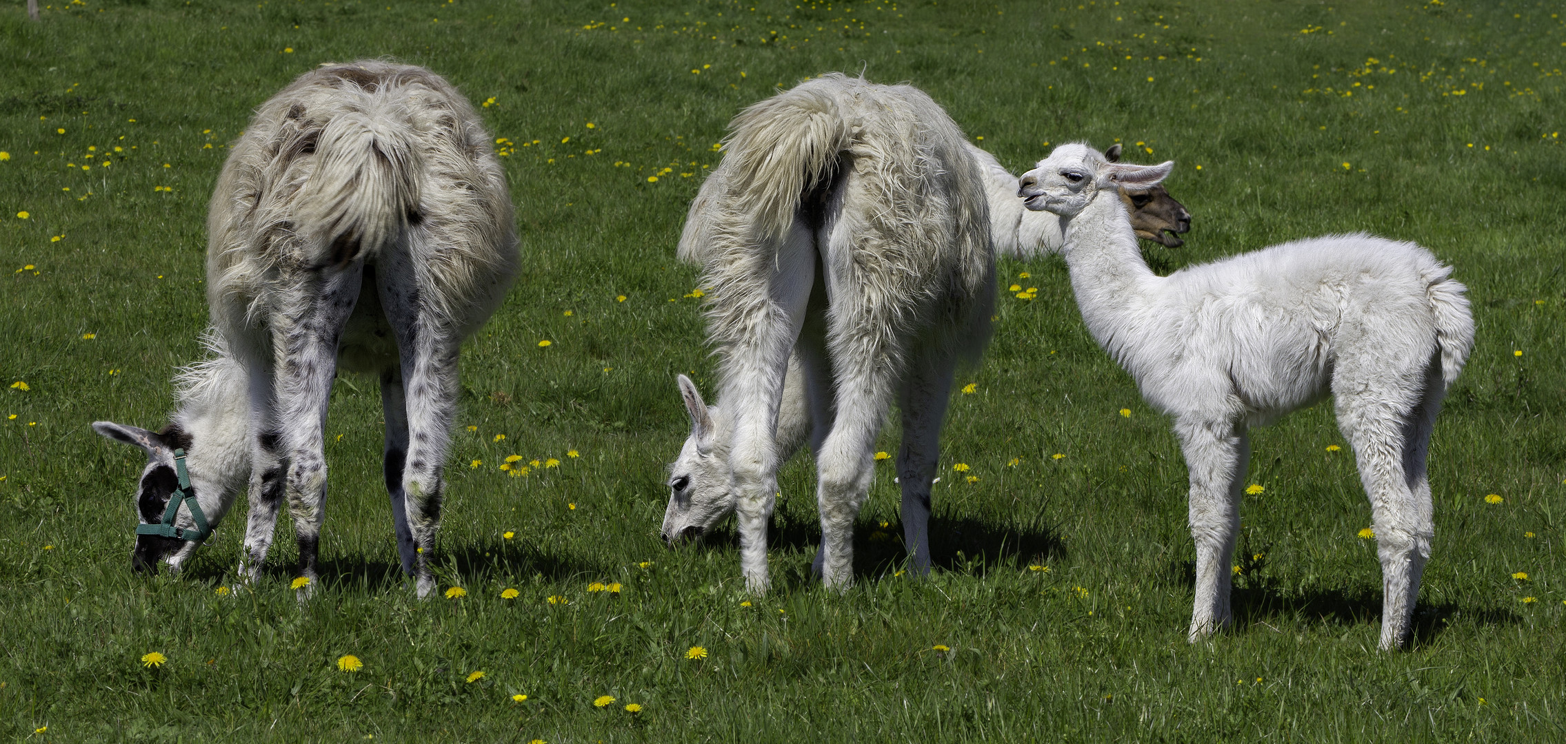 Les lamas photo et image | vert, seine et marne, élévage de lamas ...