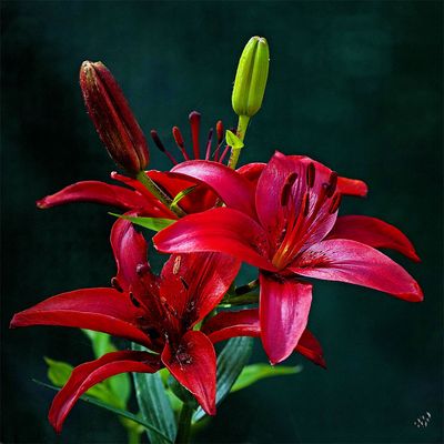 Macro Fleurs Images & Photos