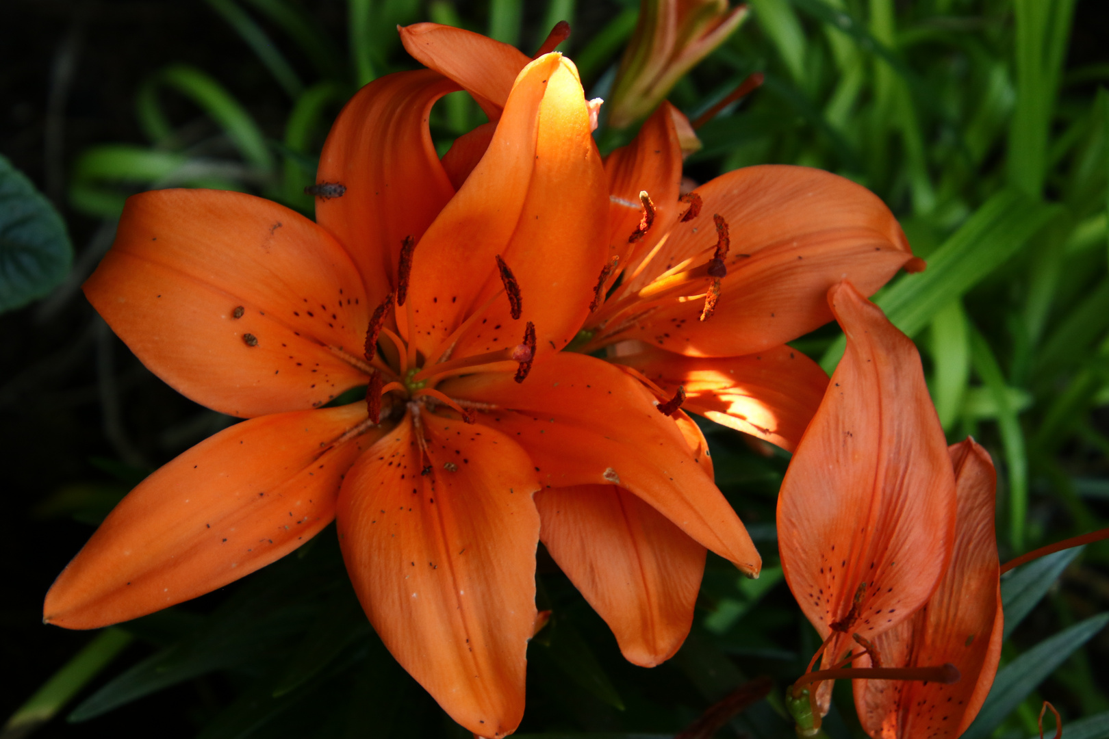 Les lys ! photo et image | animations photographiques, un jour - une ...