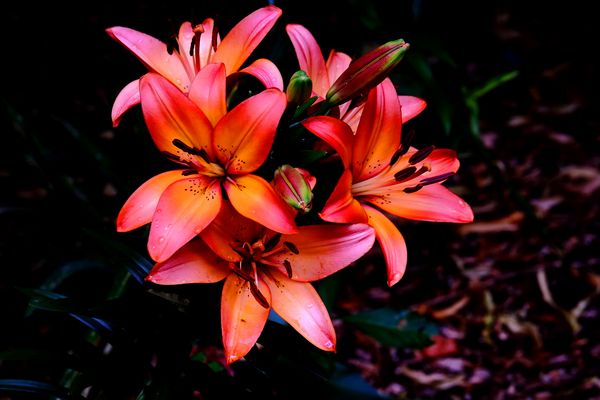 Macro Fleurs Images & Photos