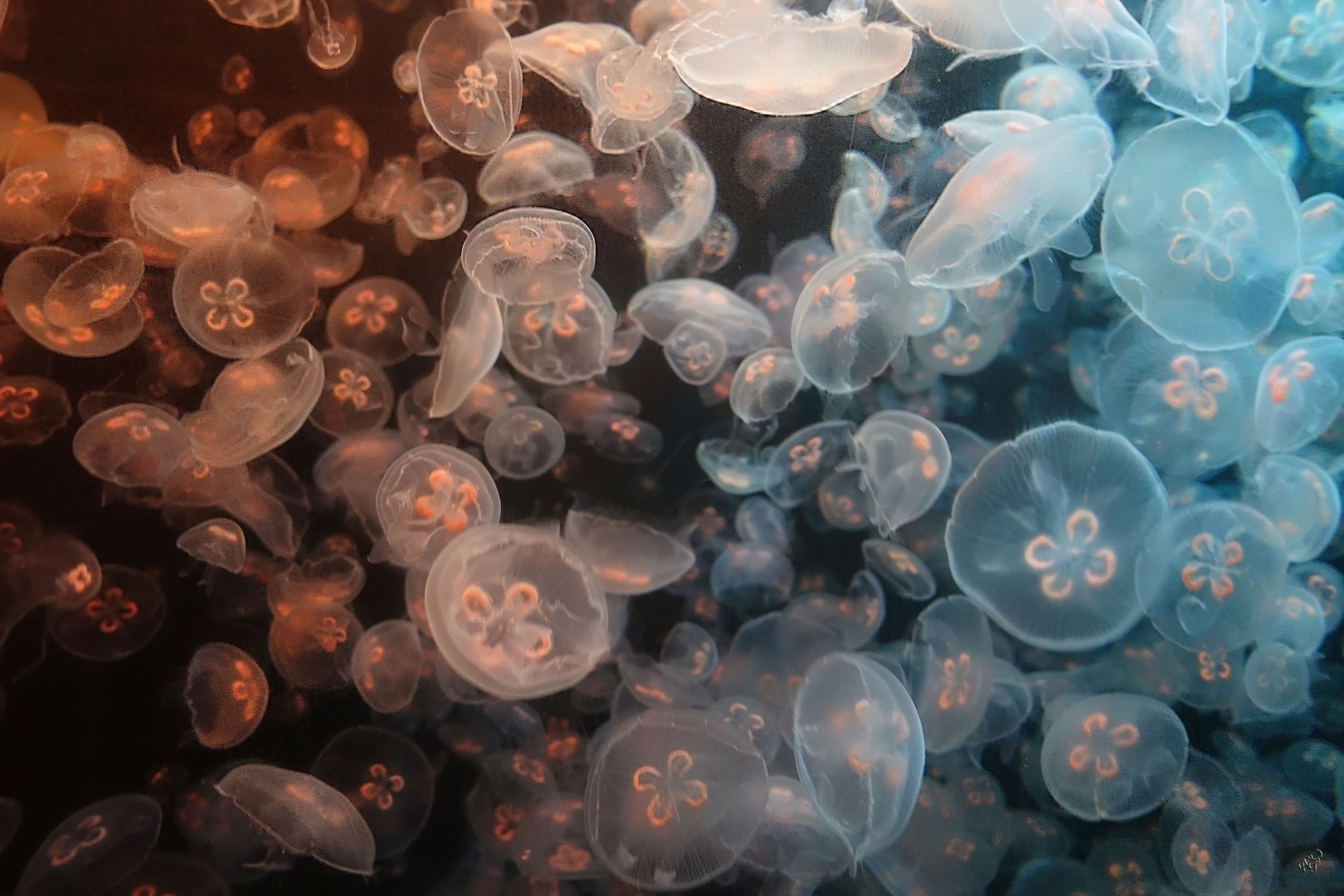 Les méduses photo et image | images sous-marines, pays et cote basque ...