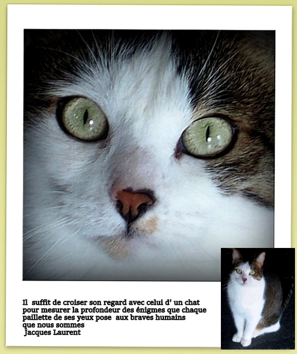 les paillettes..... photo et image | chat, émotion, 7.1.17 Images ...