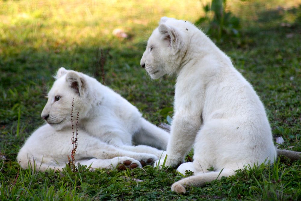 les petits curieux photo et image | animaux, zoo et animaux en ...