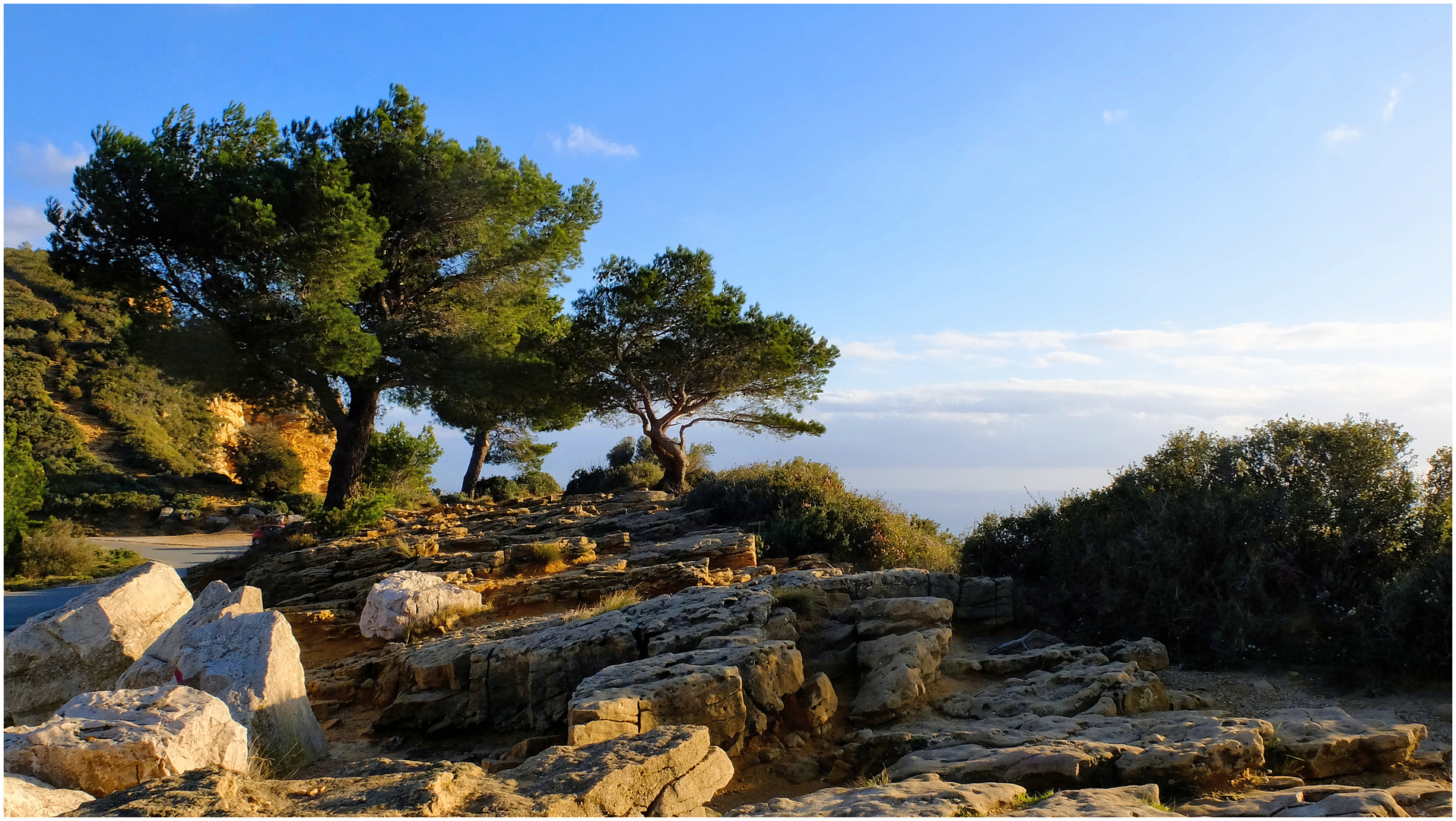 Les pins maritimes (2) photo et image | provence, france, calanques ...