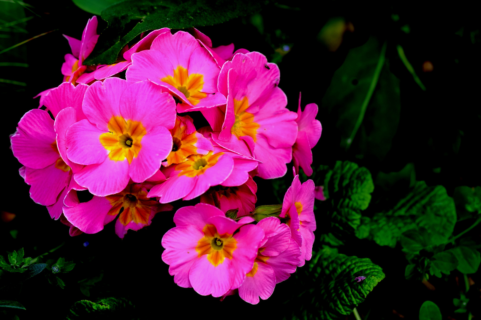 les Primevères photo et image | fleurs, special, animations ...