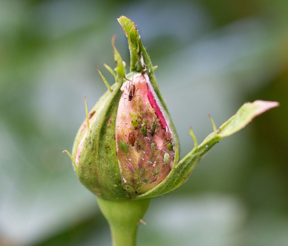 Les pucerons photo et image | nature, macro, pucerons Images fotocommunity