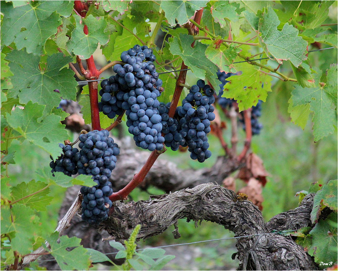 Les raisins photo et image | les fruits, divers, nature Images ...