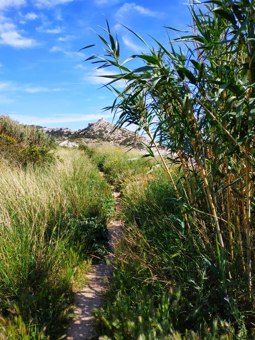 Les roseaux photo et image | paysages, animations photographiques, mers ...