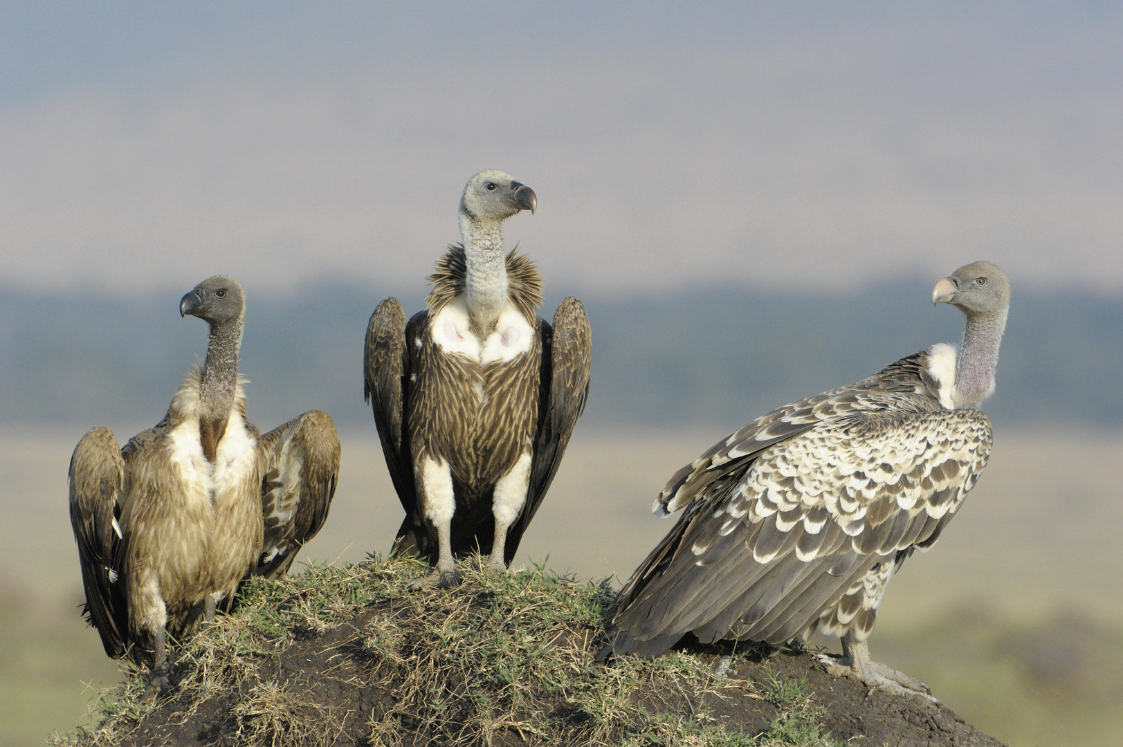 Les Vautours photo et image | animaux, animaux sauvages, oiseaux Images ...