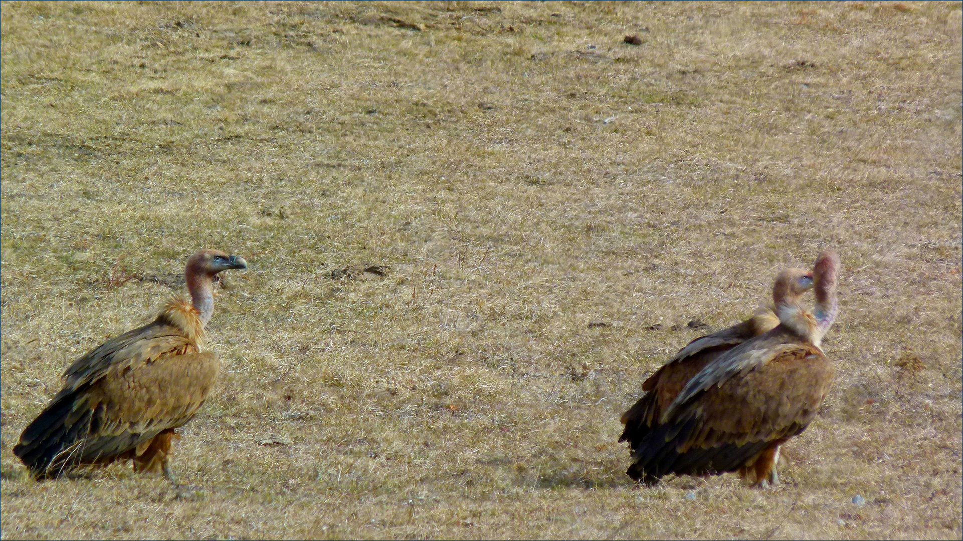 * les vautours * photo et image | animaux, animaux sauvages, oiseaux ...