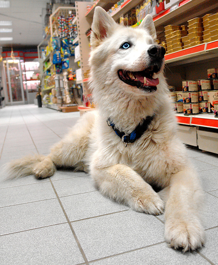 lessi eine coole hündin:-) Foto & Bild | tiere, haustiere, hunde Bilder ...