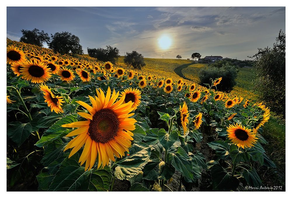 L'estate Foto % Immagini| paesaggi, campagna, escursioni&trekking Foto ...