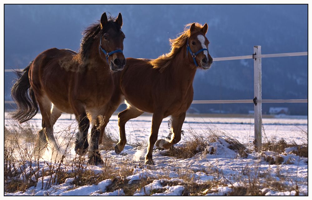 Let's Fetz Foto & Bild | tiere, haustiere, pferde, esel, maultiere ...