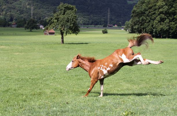 Peter Rossi - Fotos & Bilder - Fotograf aus Unterterzen, Schweiz ...