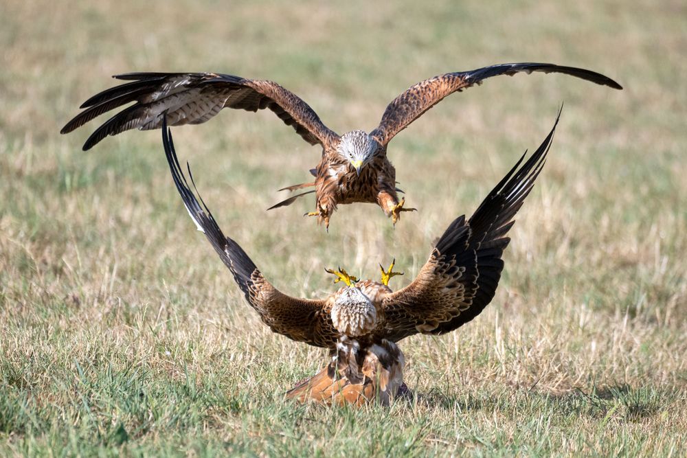 let's get ready to rumble! Foto & Bild | tiere, wildlife, wild lebende ...