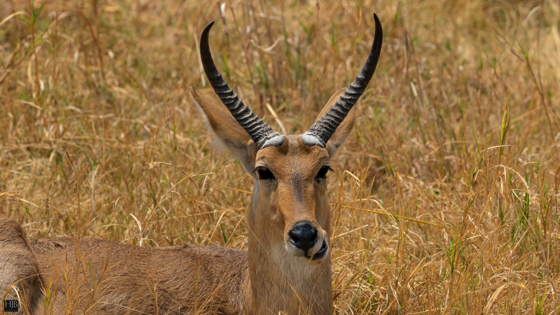 Letschwe (Kobus leche) - Lechwe Foto & Bild | tiere, wildlife, säugetiere Bilder auf fotocommunity