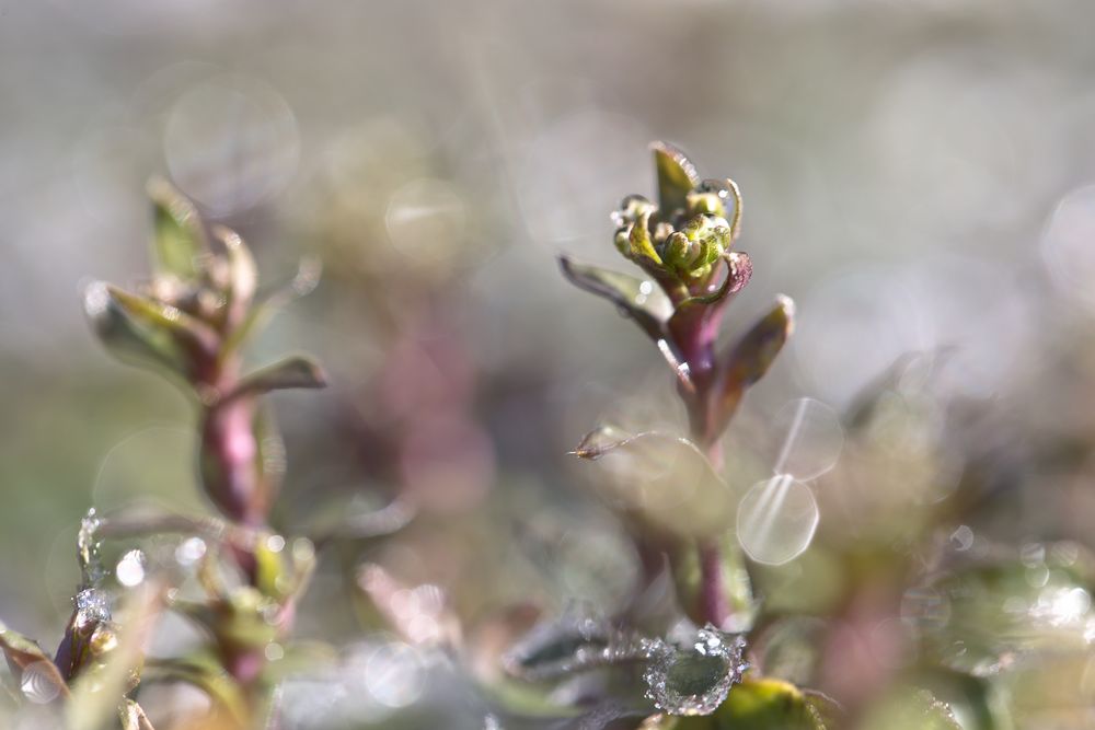 Letzer Frost Foto & Bild | pflanzen, pilze & flechten, pflanzen im ...