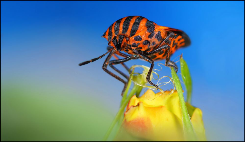 Letzer Schrei Foto & Bild | makro, auge, macro Bilder auf fotocommunity