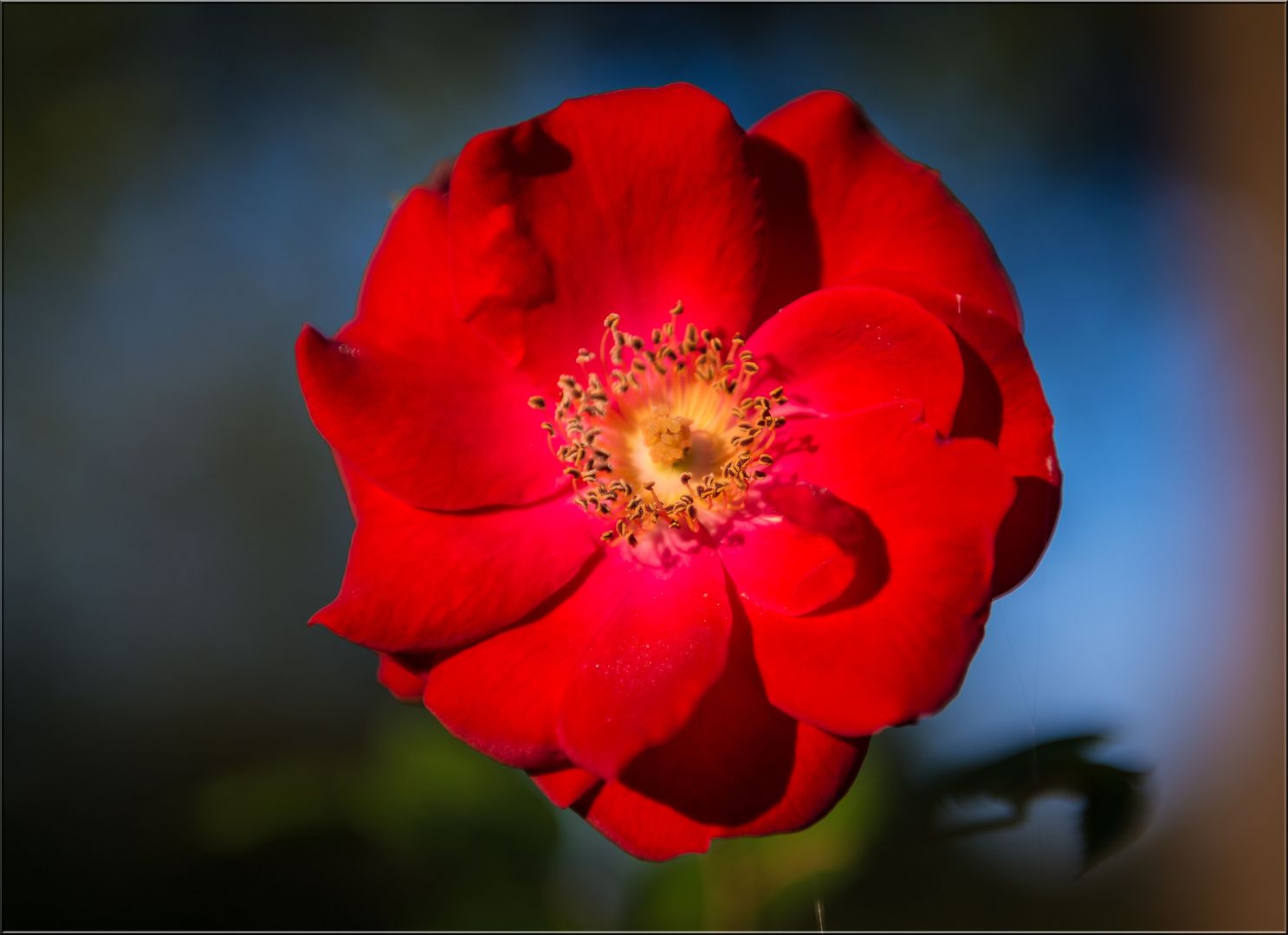 Letzer Sommergruß Foto & Bild | rot, natur, pflanzen Bilder auf ...