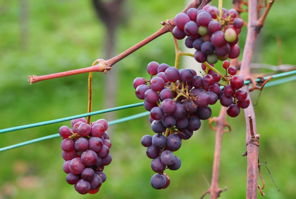 letzte trauben Foto & Bild | europe, Österreich, landschaft Bilder auf ...