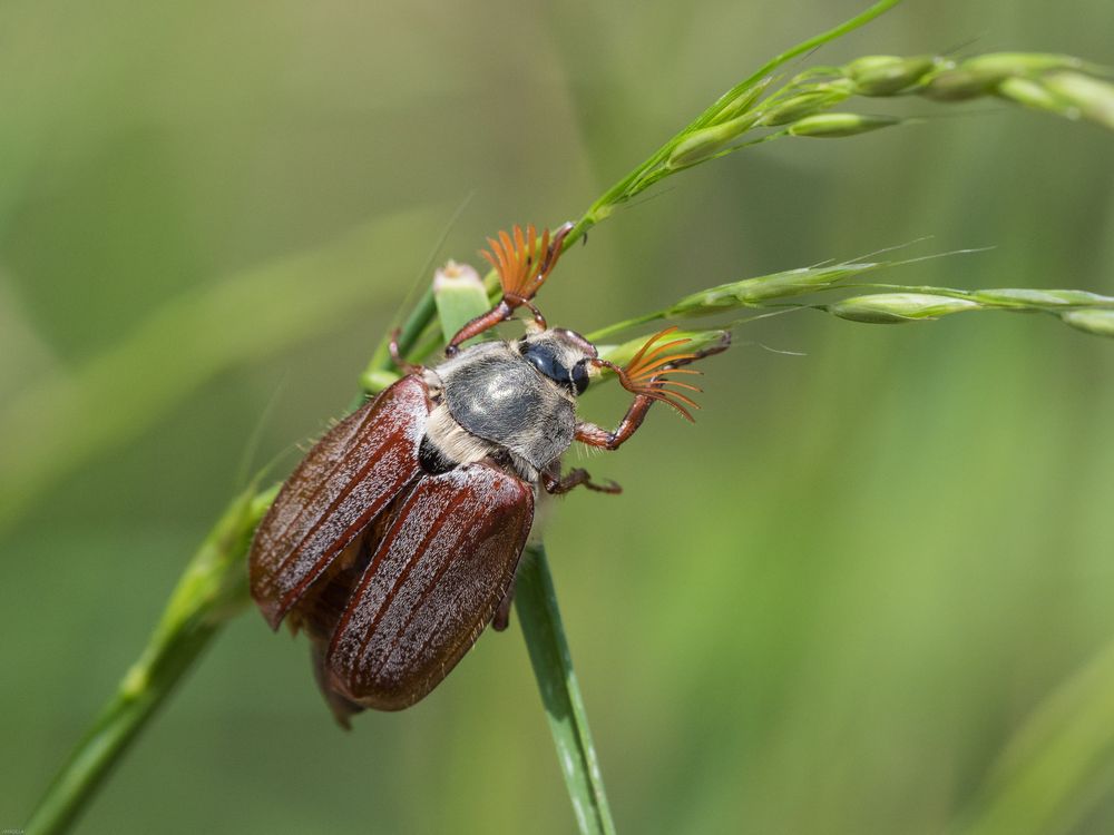 letzter Maikäfer... Foto & Bild | tiere, wildlife, insekten Bilder auf ...