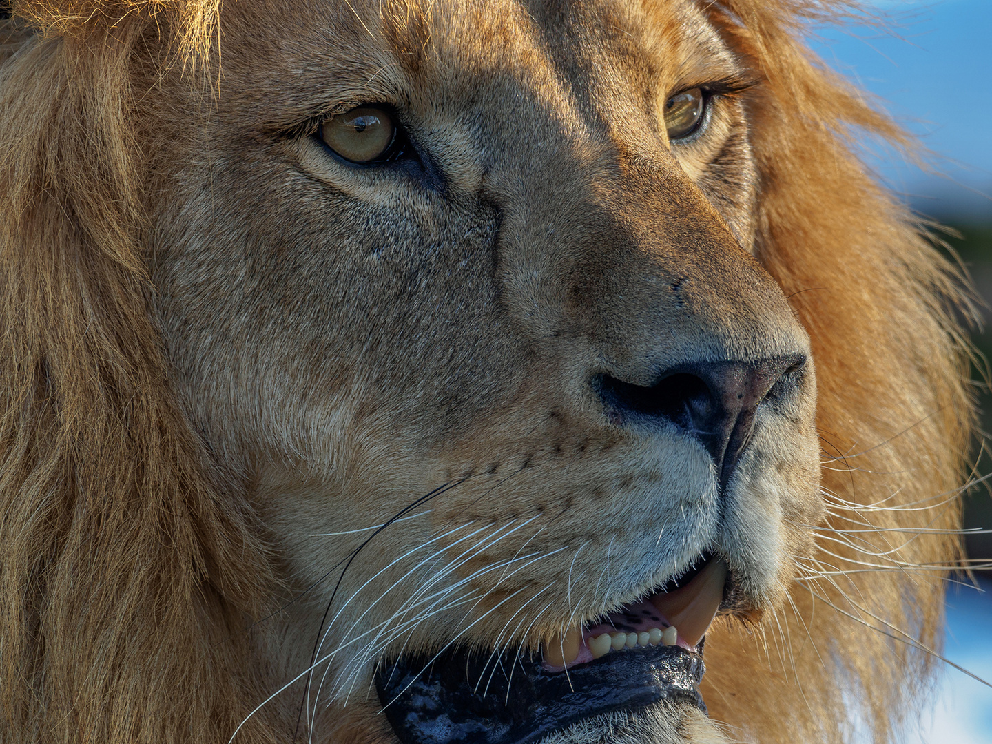 Leu Foto & Bild | tiere, zoo, wildpark & falknerei, säugetiere Bilder ...