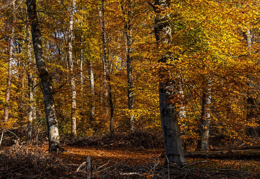 Leuchten im Buchenwald Foto & Bild | landschaft, jahreszeiten, herbst Bilder auf fotocommunity