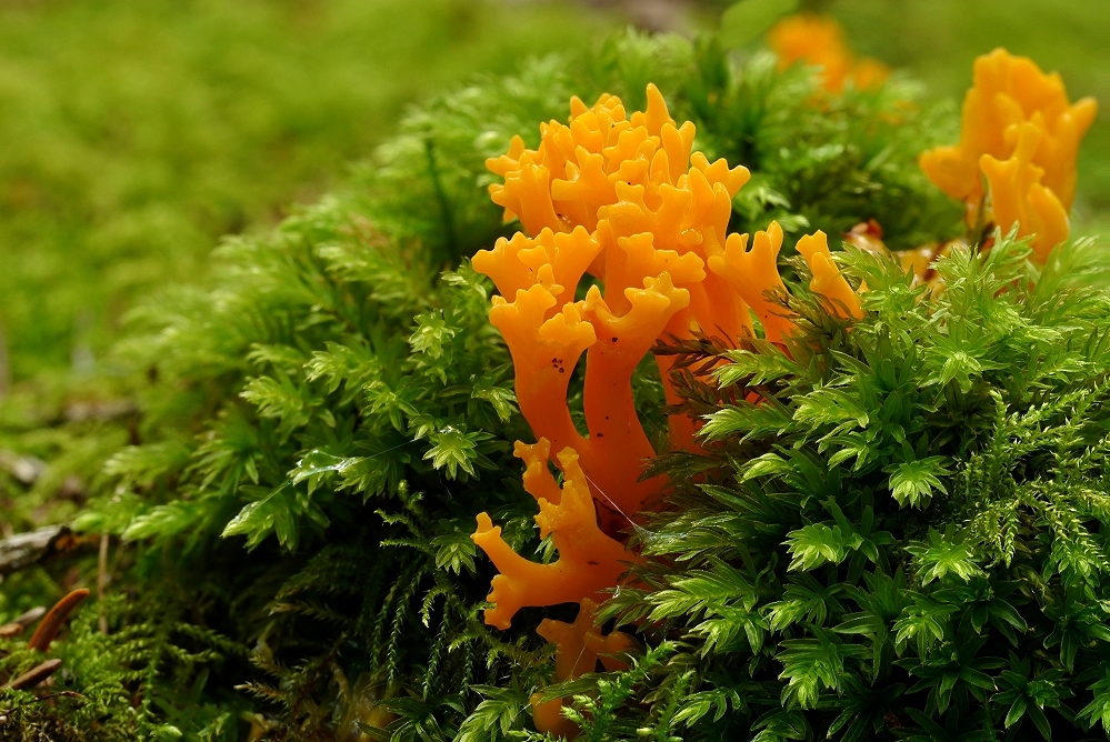 Leuchtend im Moos Foto & Bild | pflanzen, pilze & flechten, pilze & flechten, pilze Bilder auf ...