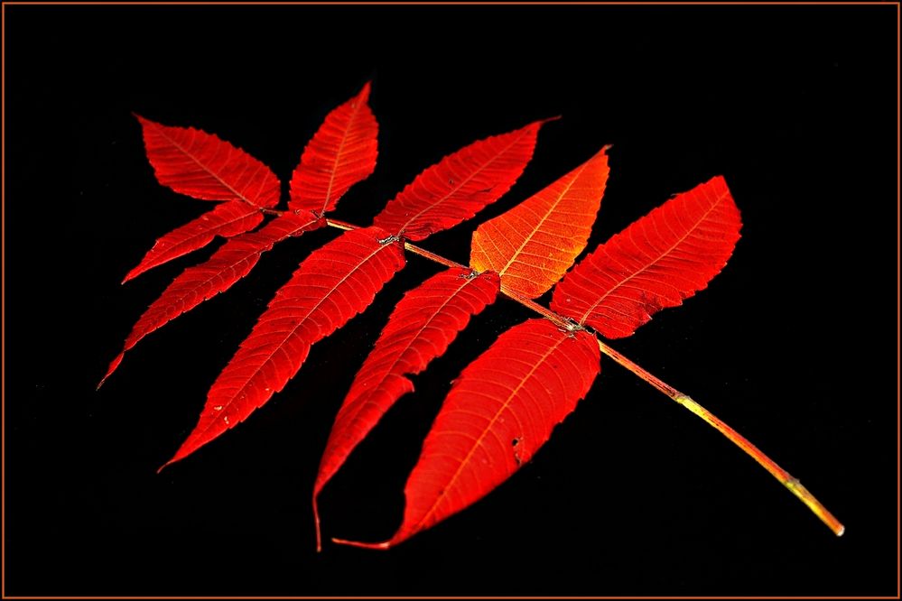 " Leuchtend Karminrot " Foto & Bild | pflanzen, pilze & flechten ...