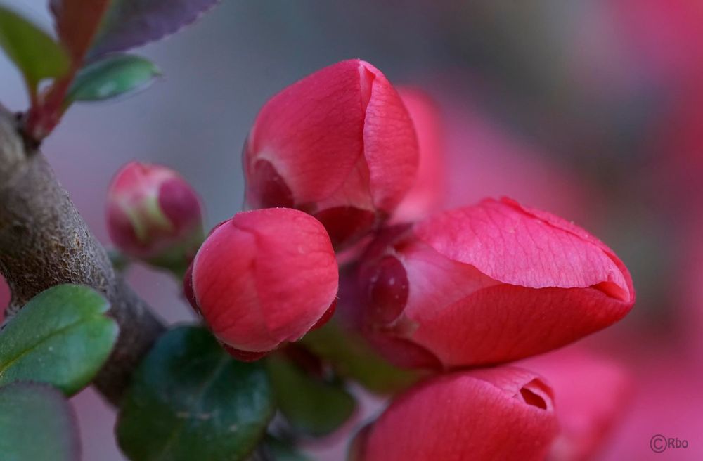 leuchtend rot Foto & Bild | abstraktes, landschaft, jahreszeiten Bilder ...