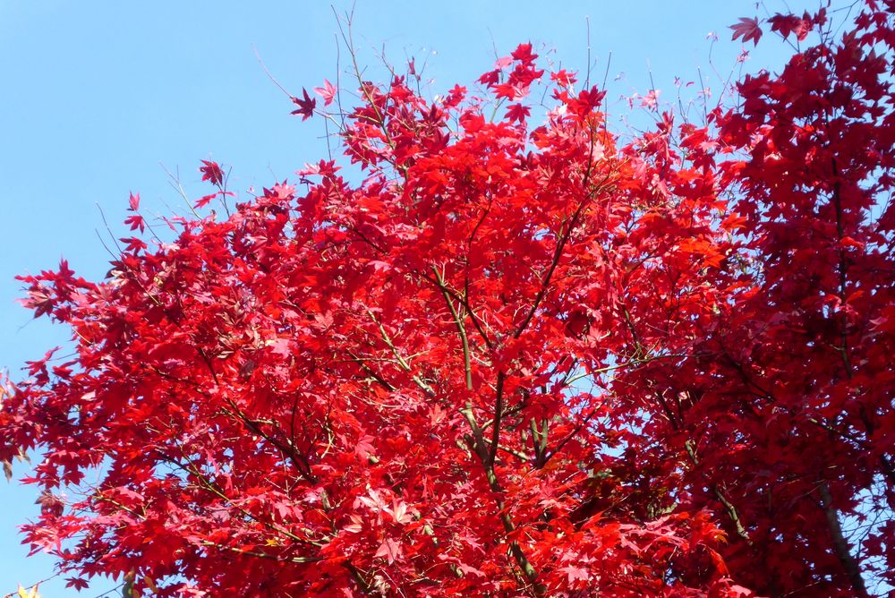 leuchtend rot Foto & Bild | pflanzen, pilze & flechten, bäume ...