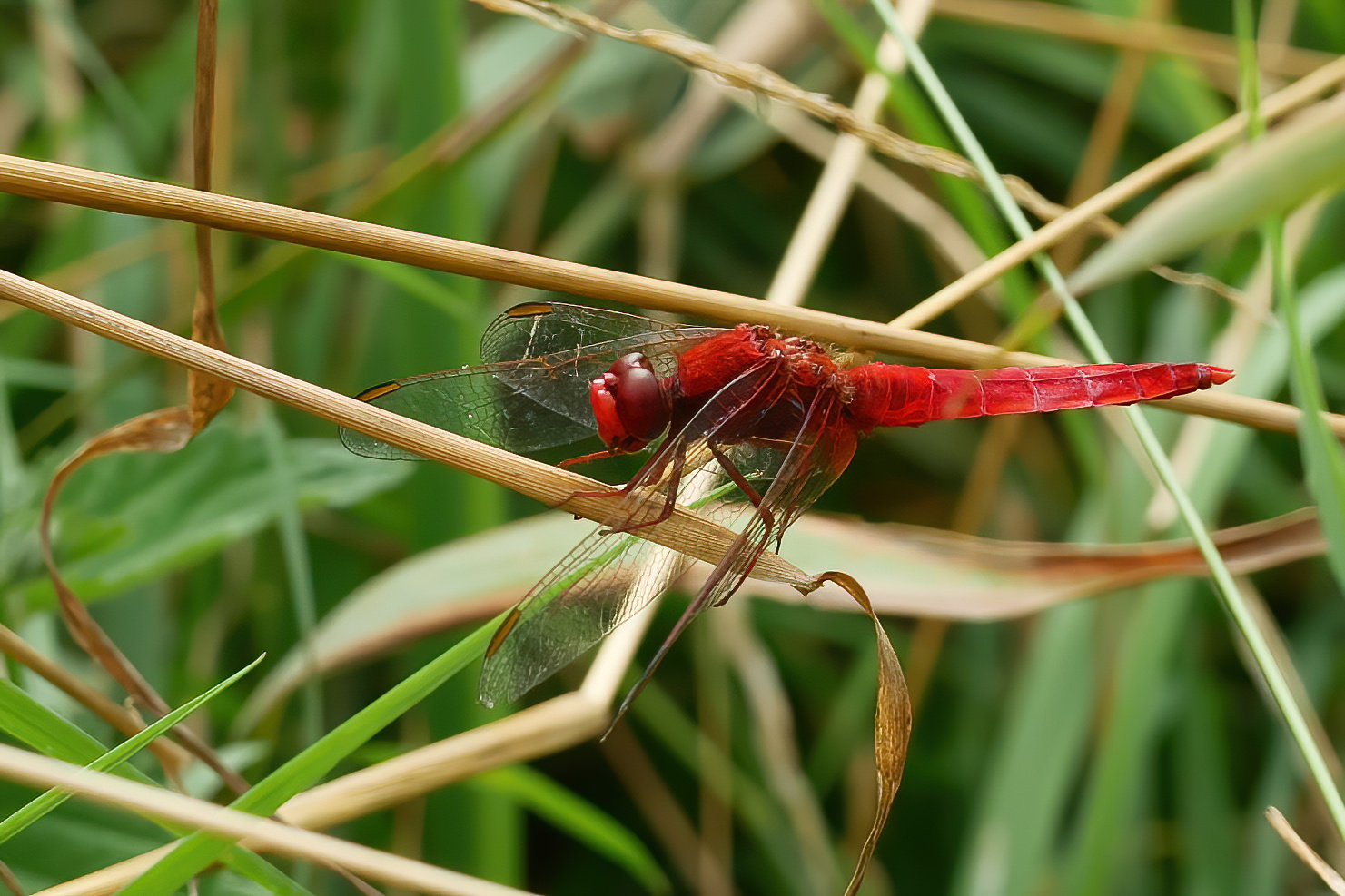 leuchtend rot ... Foto & Bild | natur, insekten, tiere Bilder auf ...