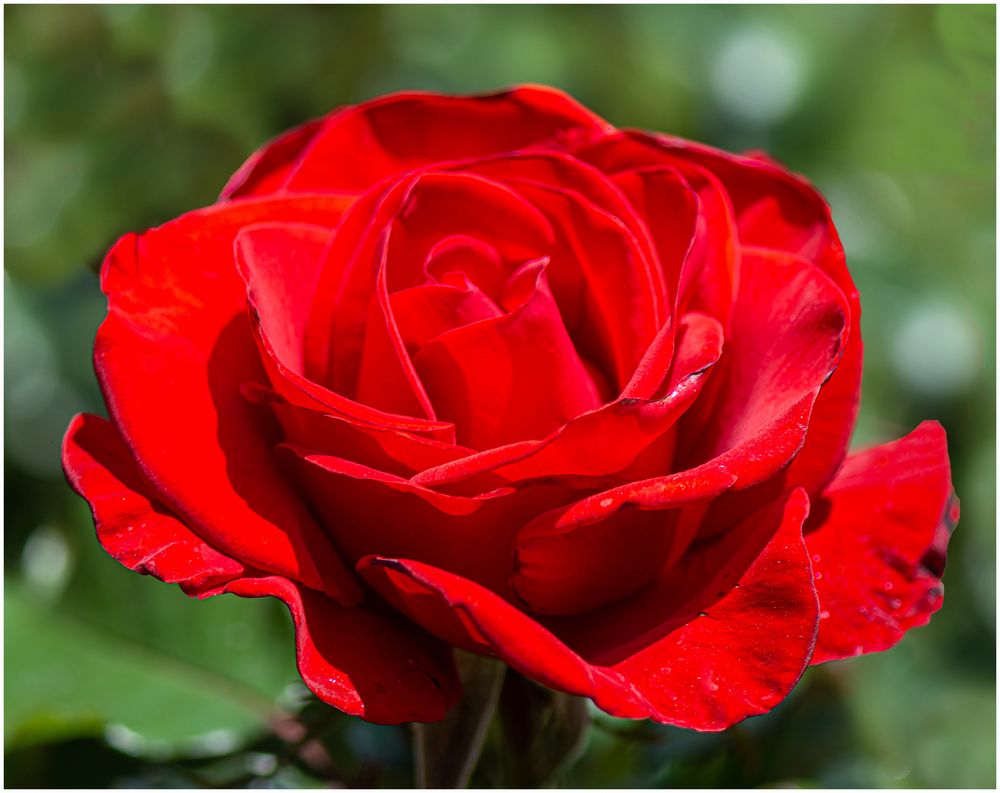 Leuchtend Rot Foto & Bild | fotos, spezial, rot Bilder auf fotocommunity