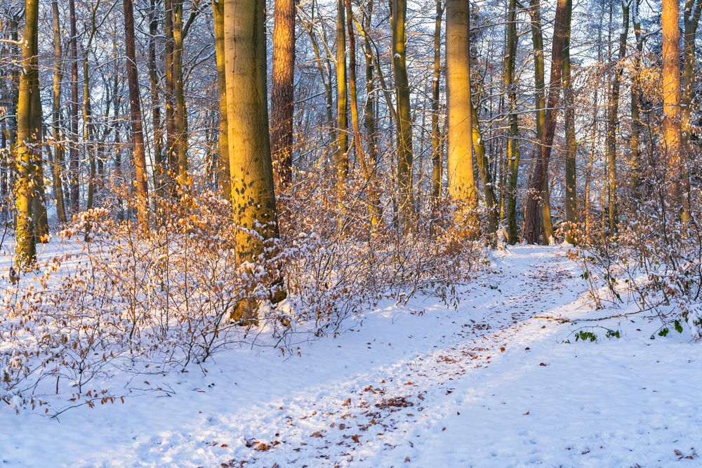Leuchtende Bäume im Winterwald Foto & Bild | landschaft, jahreszeiten, winter Bilder auf ...