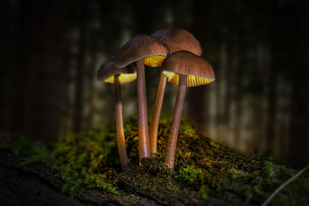 Leuchtende pilze Foto & Bild | fotomontage, landschaften, wald Bilder ...