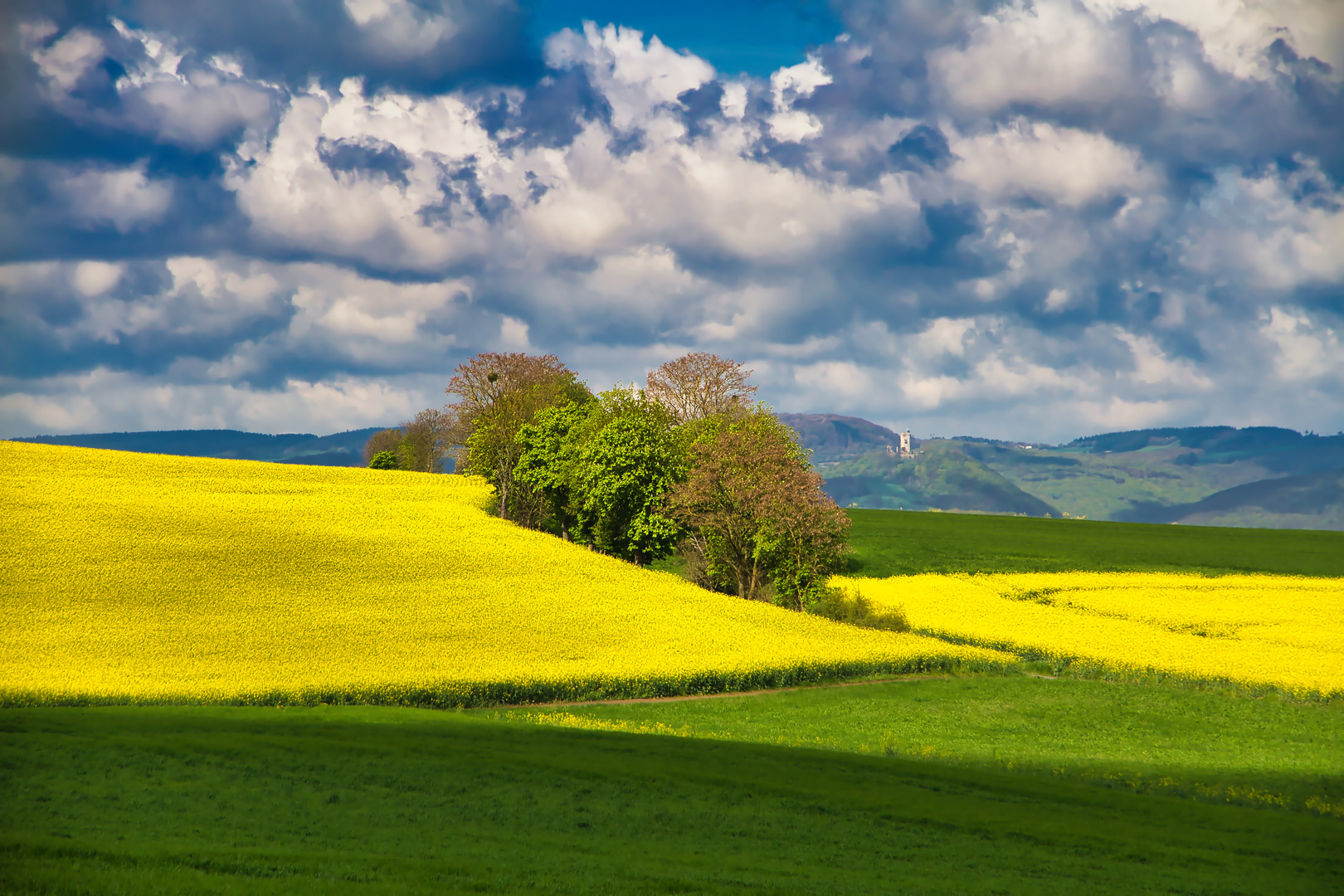 Leuchtende Rapsfelder Foto & Bild | landschaft, Äcker, felder & wiesen ...