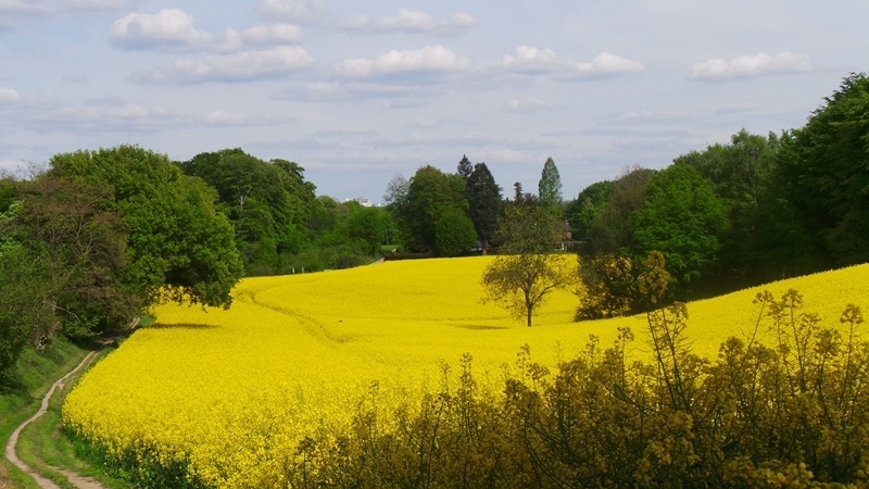 Leuchtende Rapsfelder in Erkrath-Archiv-Bild Foto & Bild | natur ...